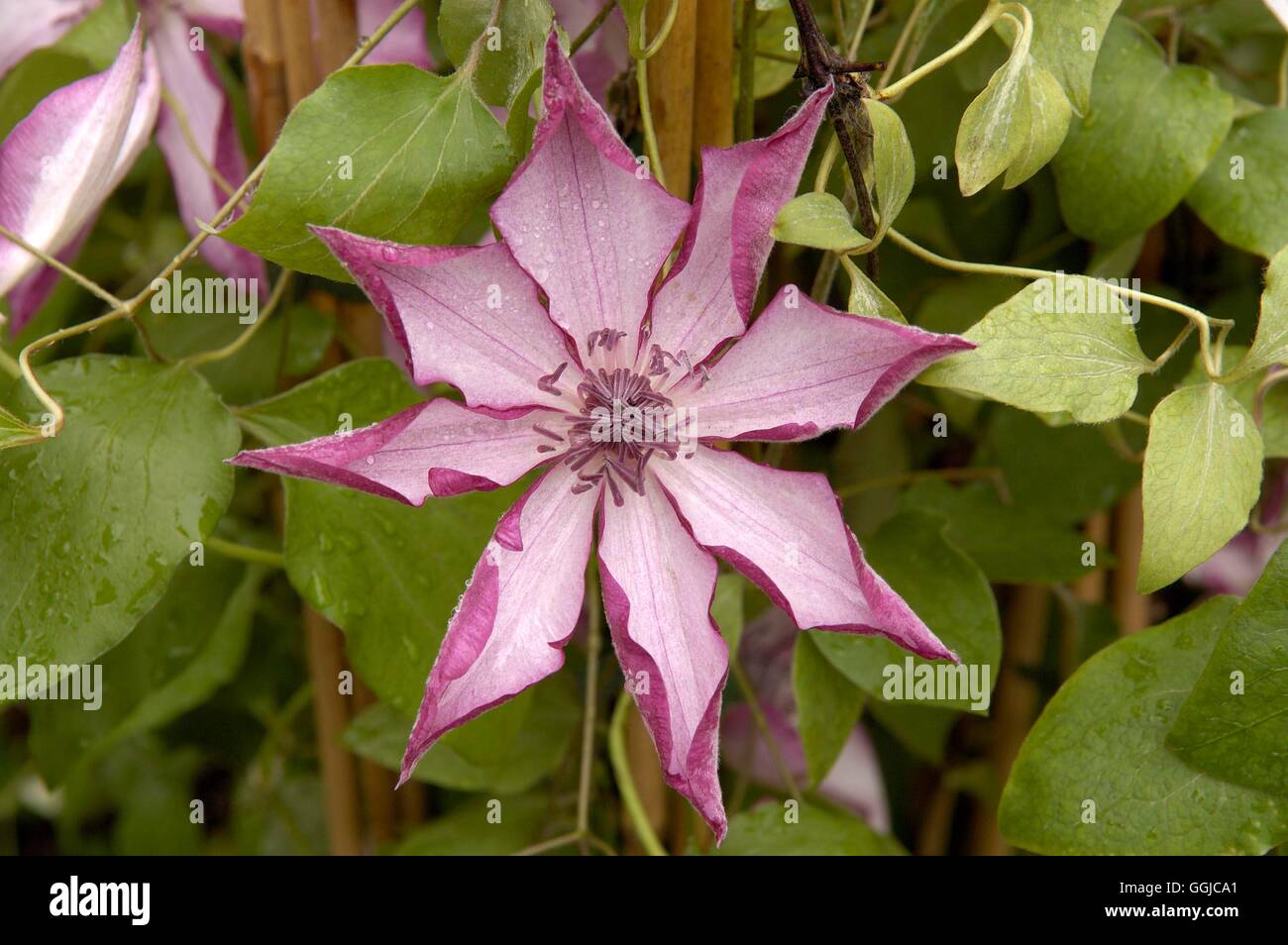 Omoshiro Banque de photographies et d’images à haute résolution - Alamy