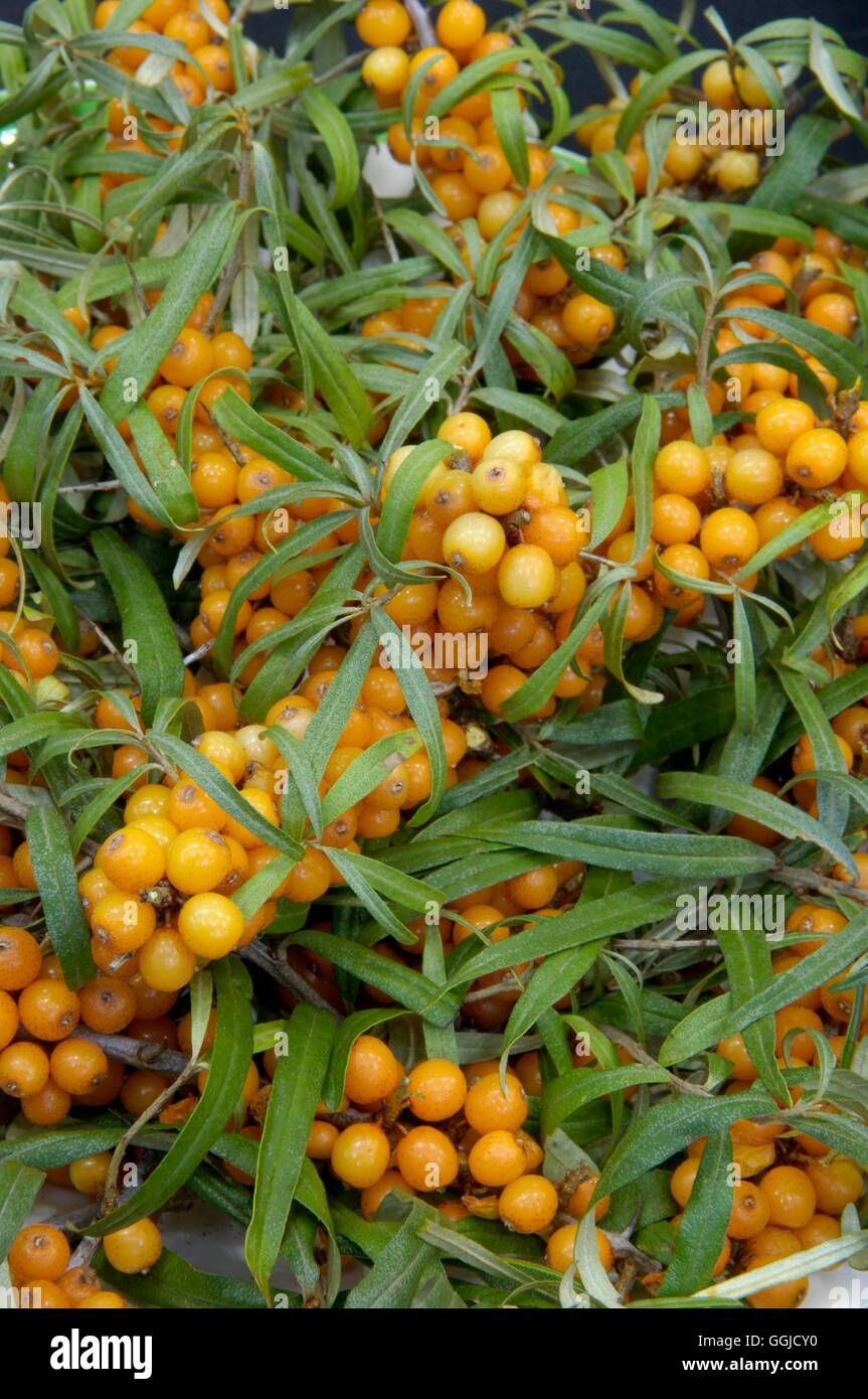 Seabuckthorn hippophae rhamnoides Banque de photographies et d’images à ...