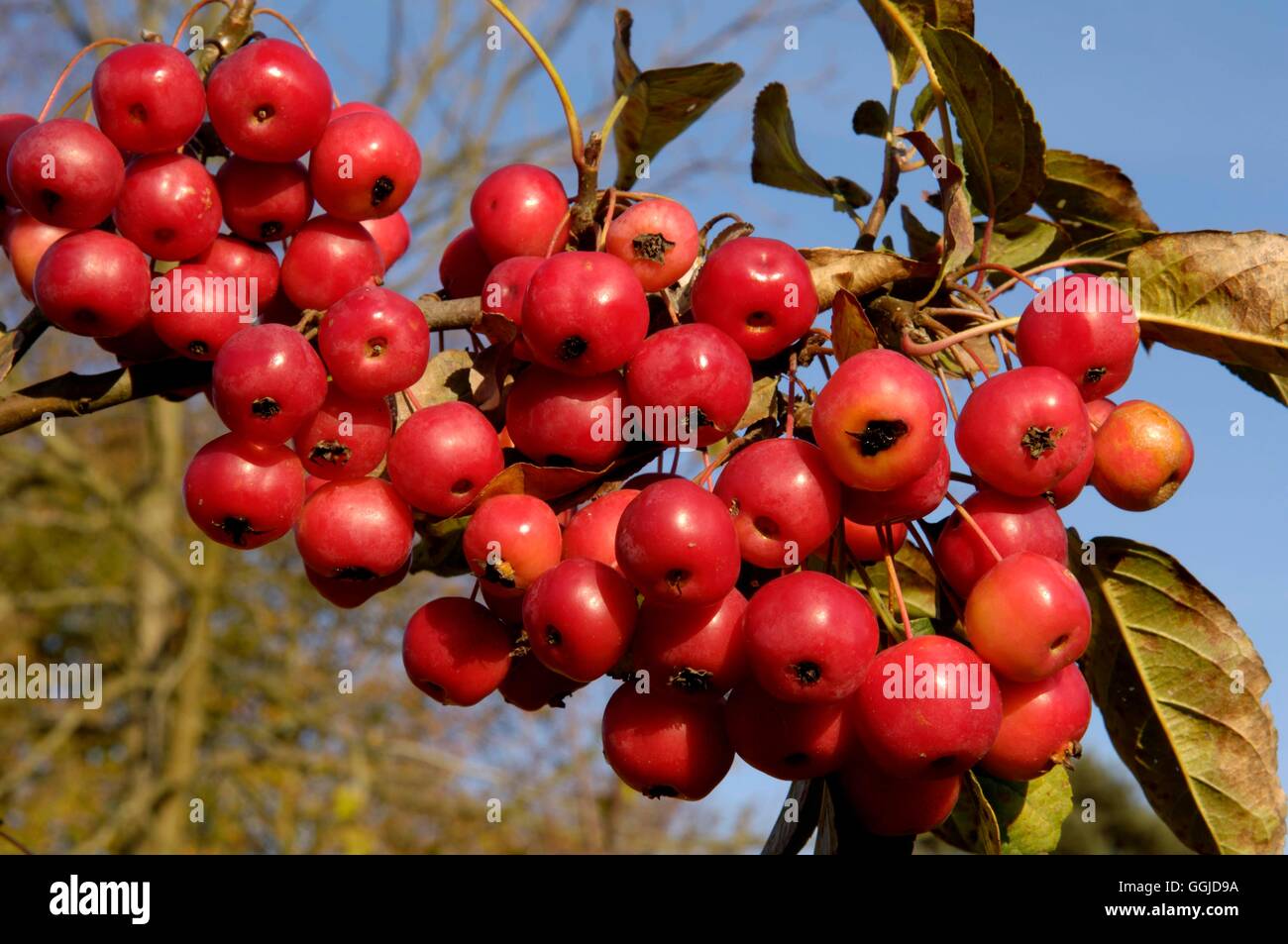 Sentinelle rouge malus Banque de photographies et d’images à haute ...