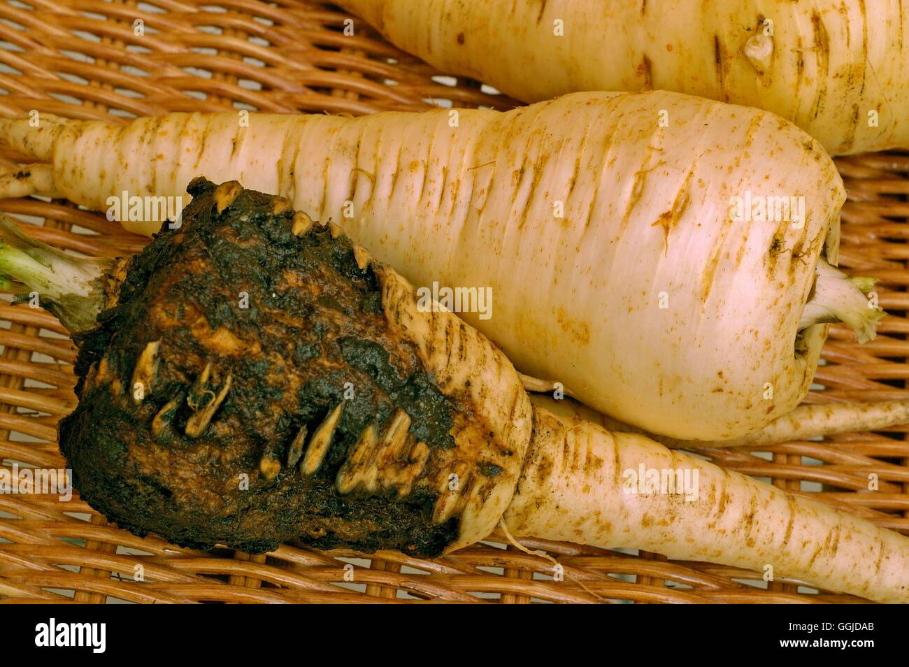 Parsnip canker Banque de photographies et d’images à haute résolution ...