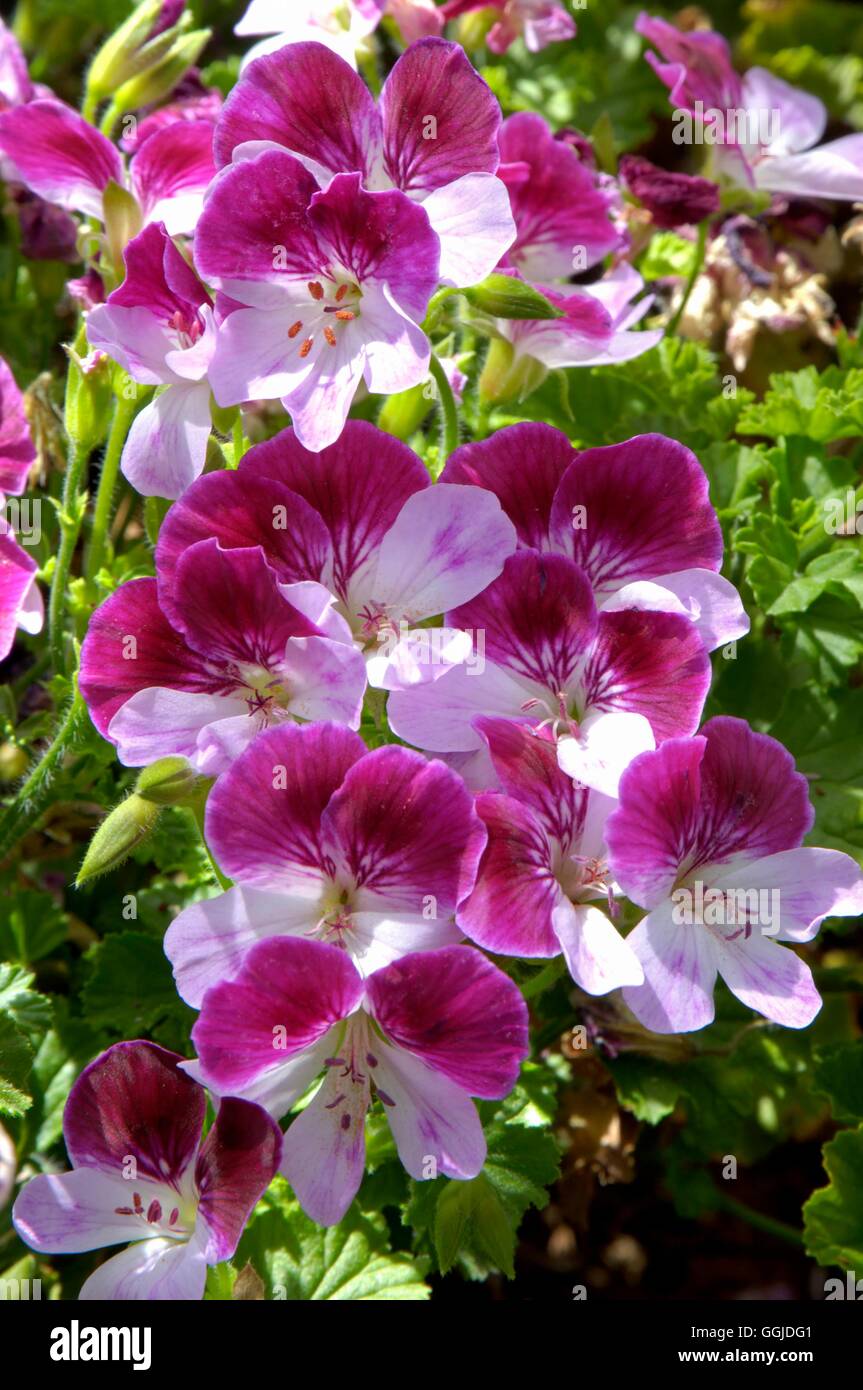 Capitaine pelargonium starlight Banque de photographies et d’images à ...