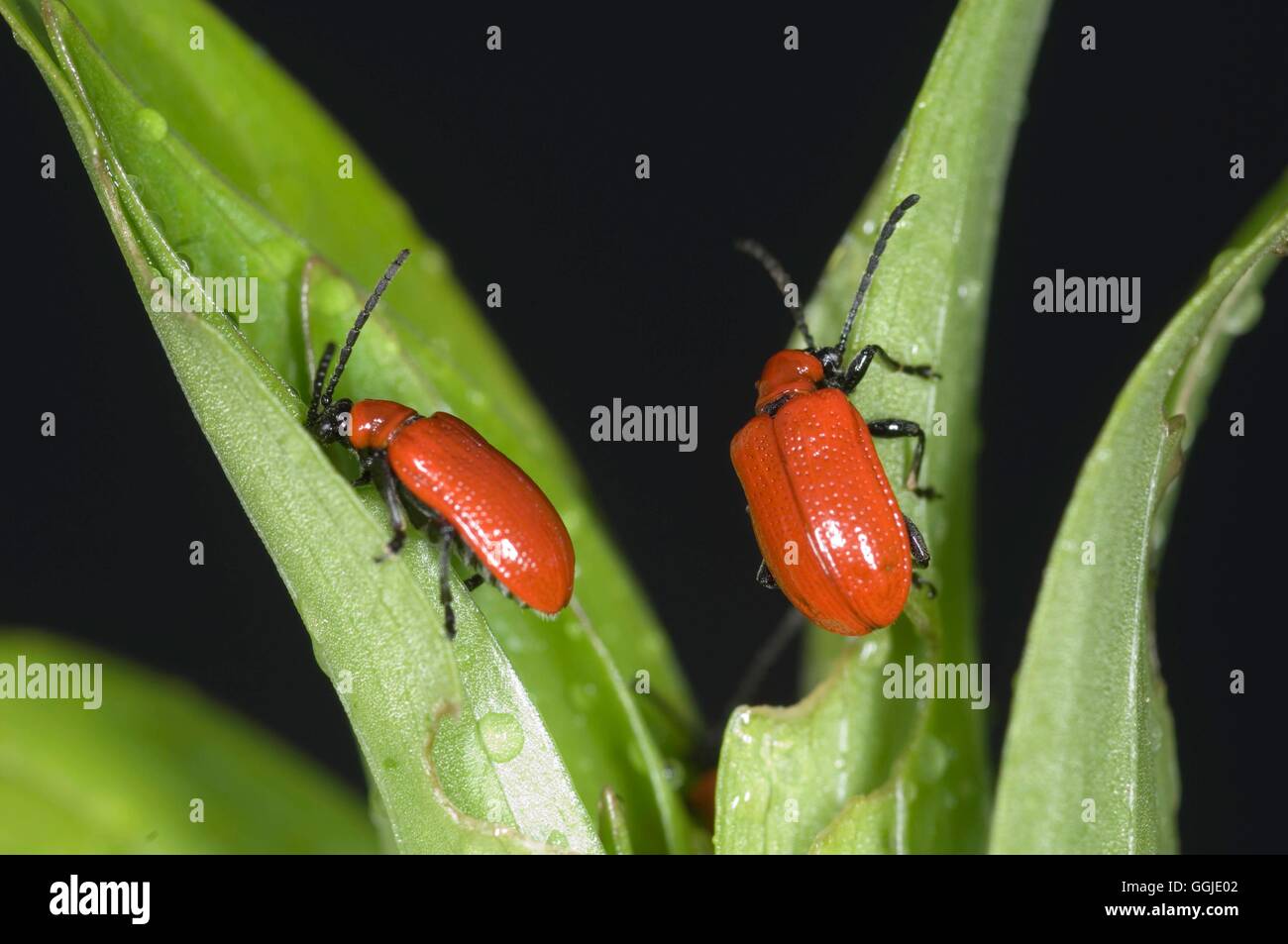 Rouge insecte Banque de photographies et d’images à haute résolution ...
