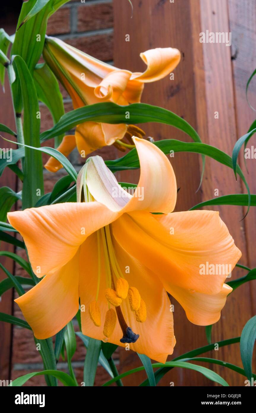 Lilium african queen Banque de photographies et d’images à haute ...