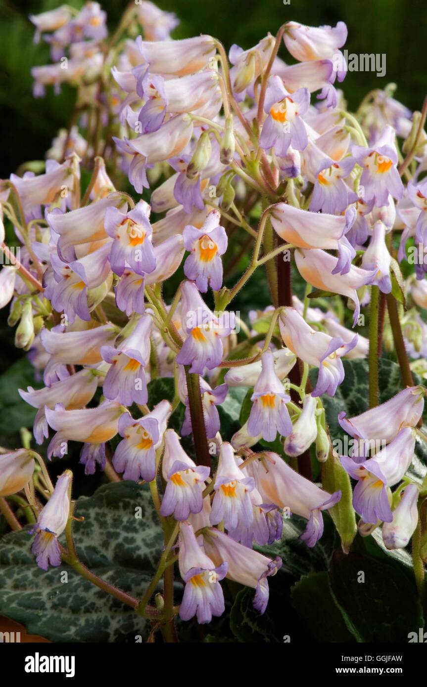 Chirita sinensis Banque de photographies et d’images à haute résolution ...