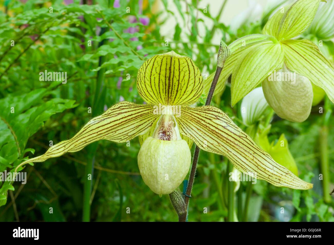Paphiopedilum harold koopowitz Banque de photographies et d’images à ...