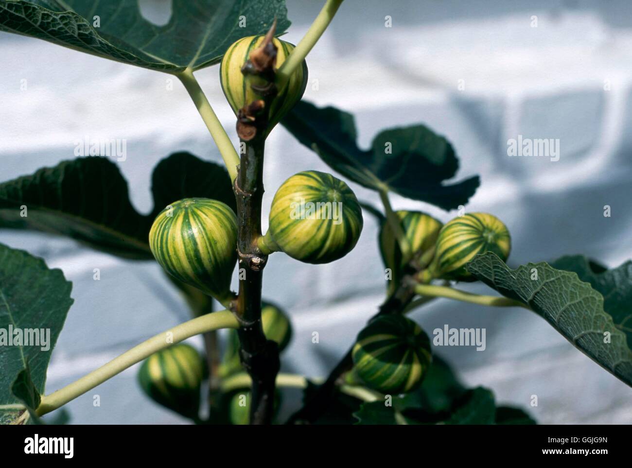 Ficus carica panache Banque de photographies et d’images à haute ...