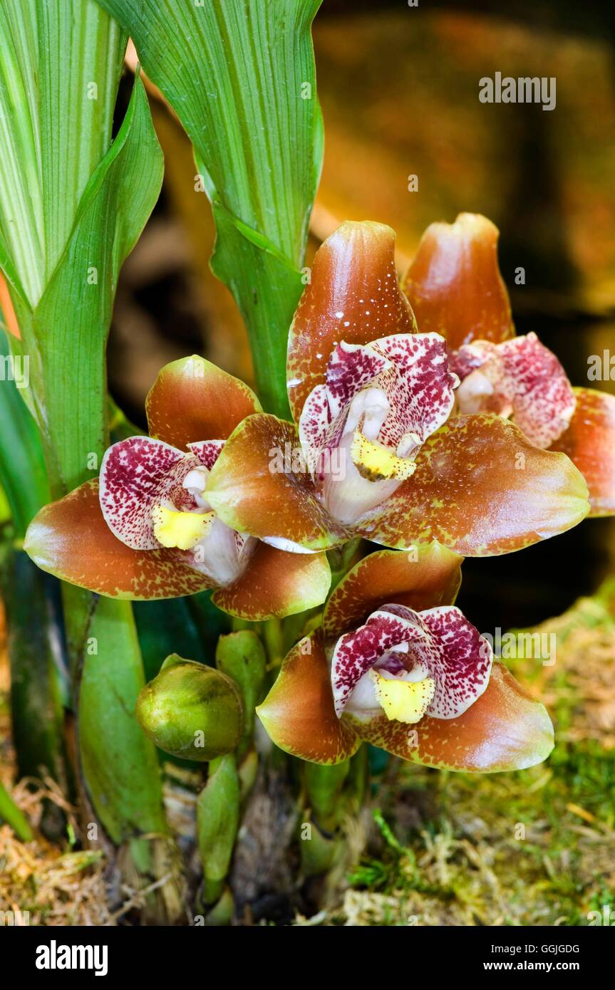 Lycaste macrophylla Banque de photographies et d’images à haute ...