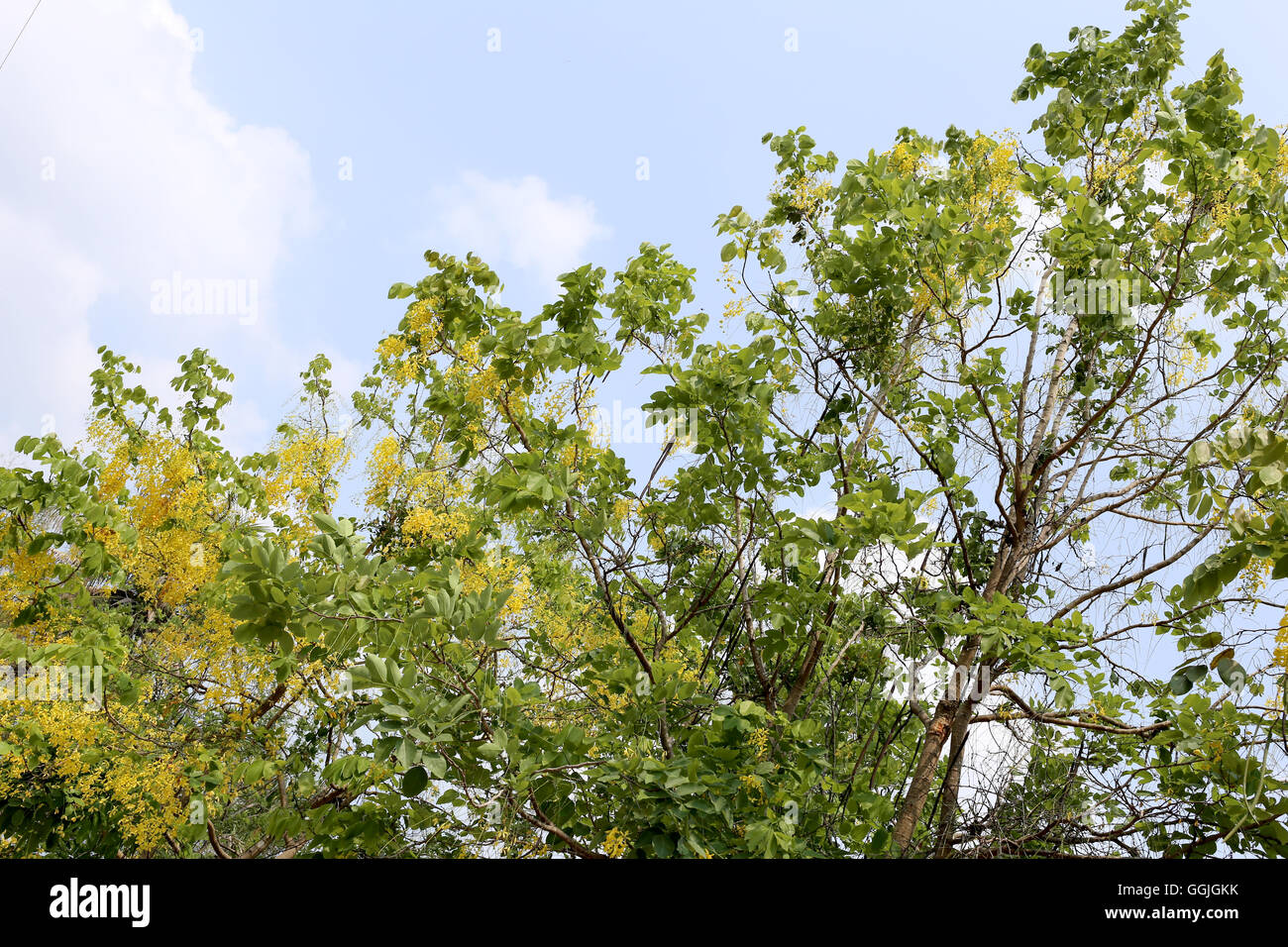Cassia fistula ou Golden douche fleurissent sur arbre dans le jardin,en ...