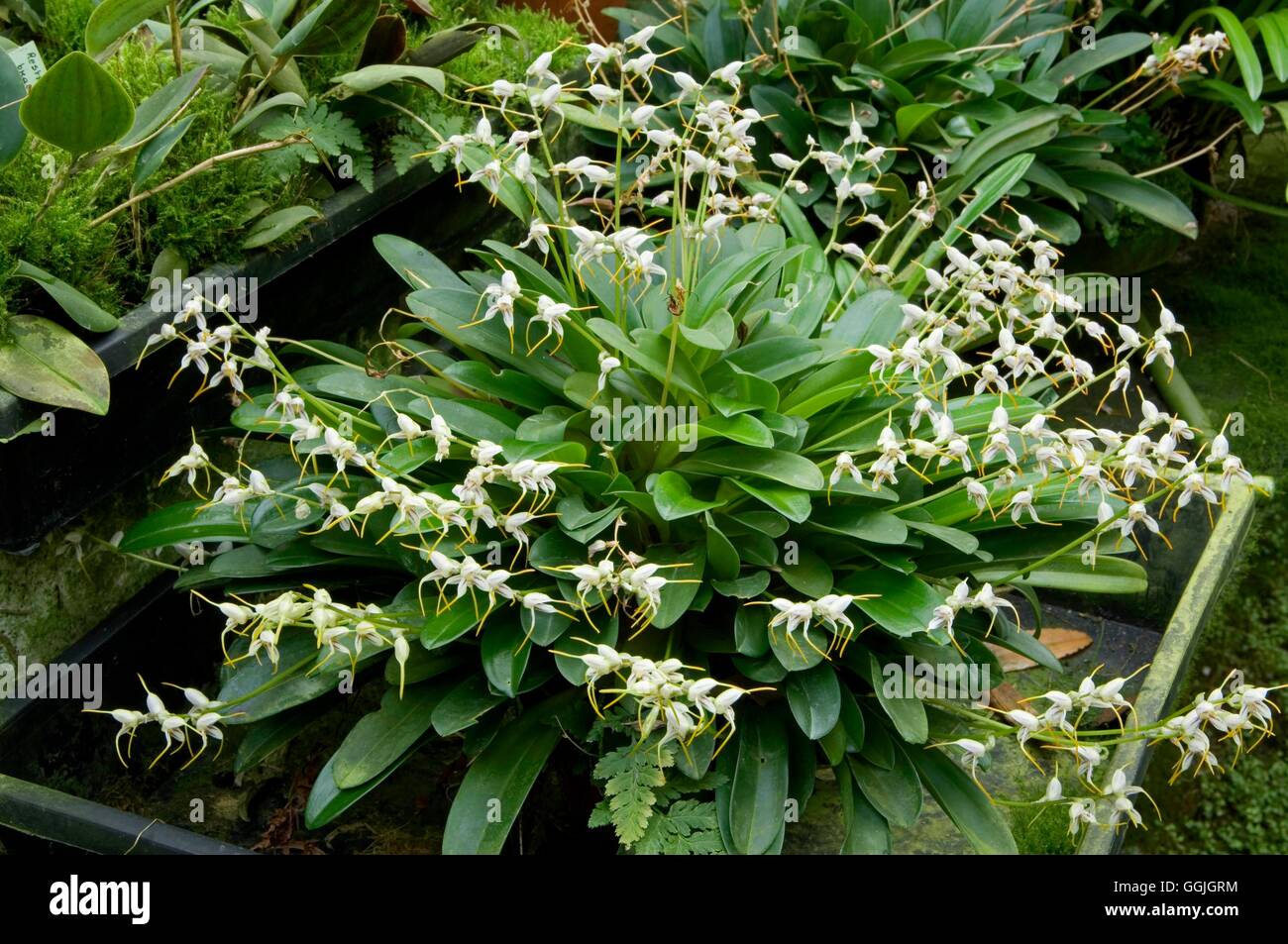 Orchid masdevallia white Banque de photographies et d’images à haute ...