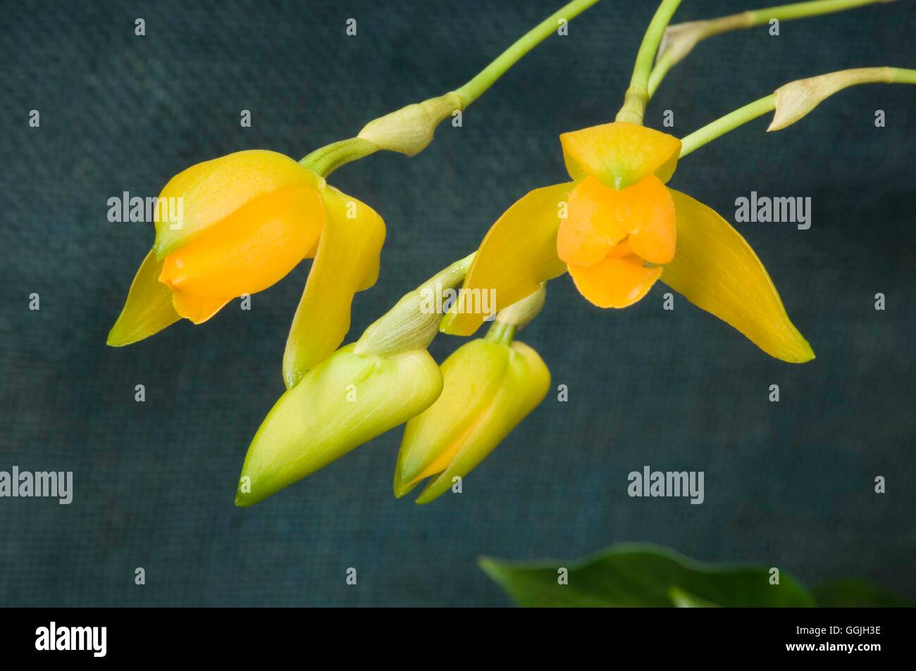 Lycaste aromatica orchid Banque de photographies et d’images à haute ...