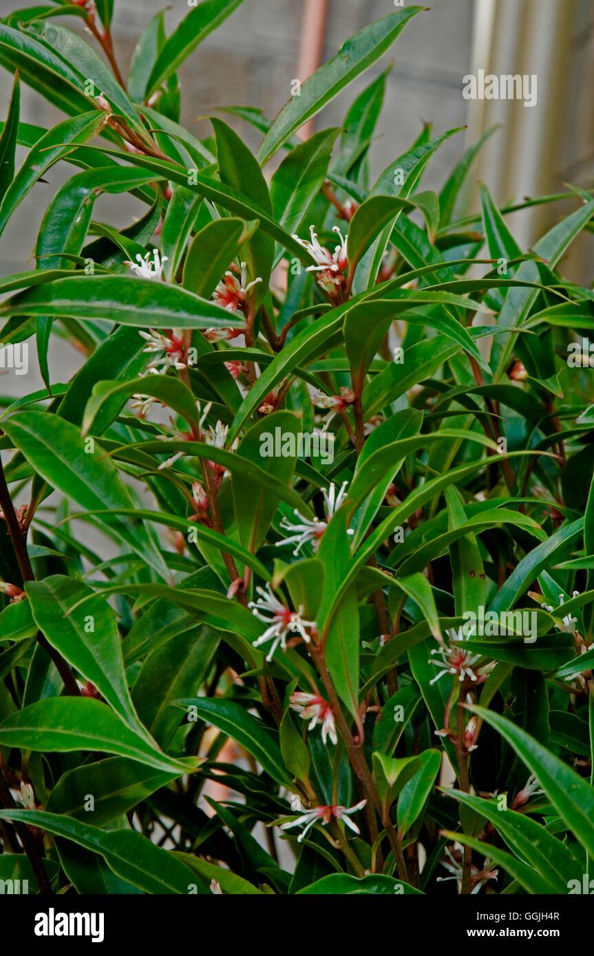 Sarcococca hookeriana digyna Banque de photographies et d’images à ...