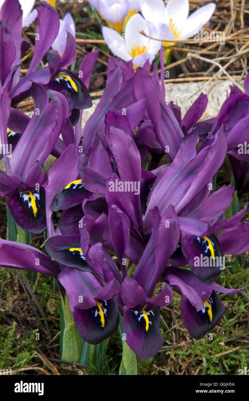 Iris george Banque de photographies et d’images à haute résolution - Alamy