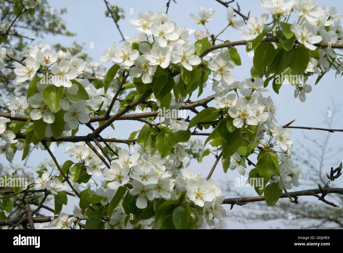 Pyrus pyraster Banque de photographies et d’images à haute résolution ...