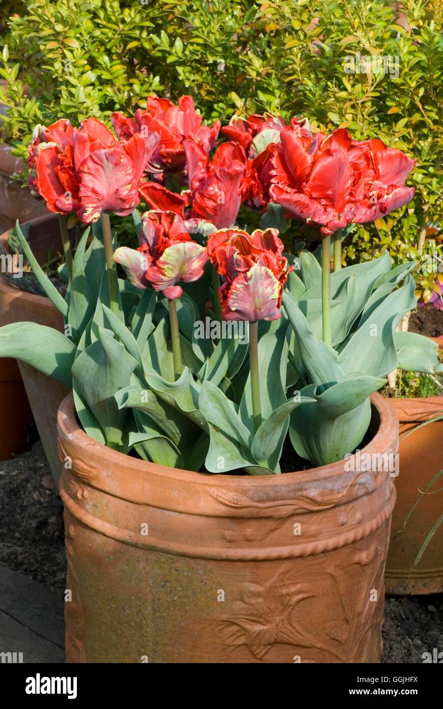 Perroquet tulipa rococo Banque de photographies et d’images à haute ...