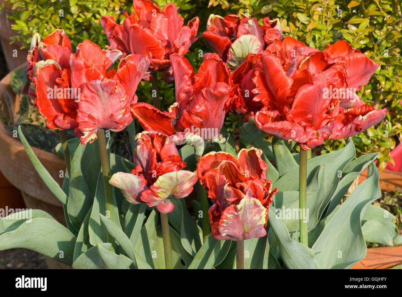 Perroquet tulipa rococo Banque de photographies et d’images à haute ...