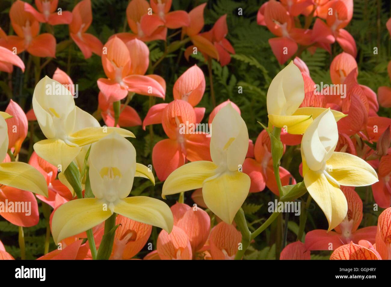 Disa uniflora Banque de photographies et d’images à haute résolution ...