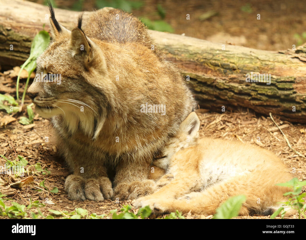 Une mère Lynx du Canada à la recherche de là que son bébé dort Photo ...
