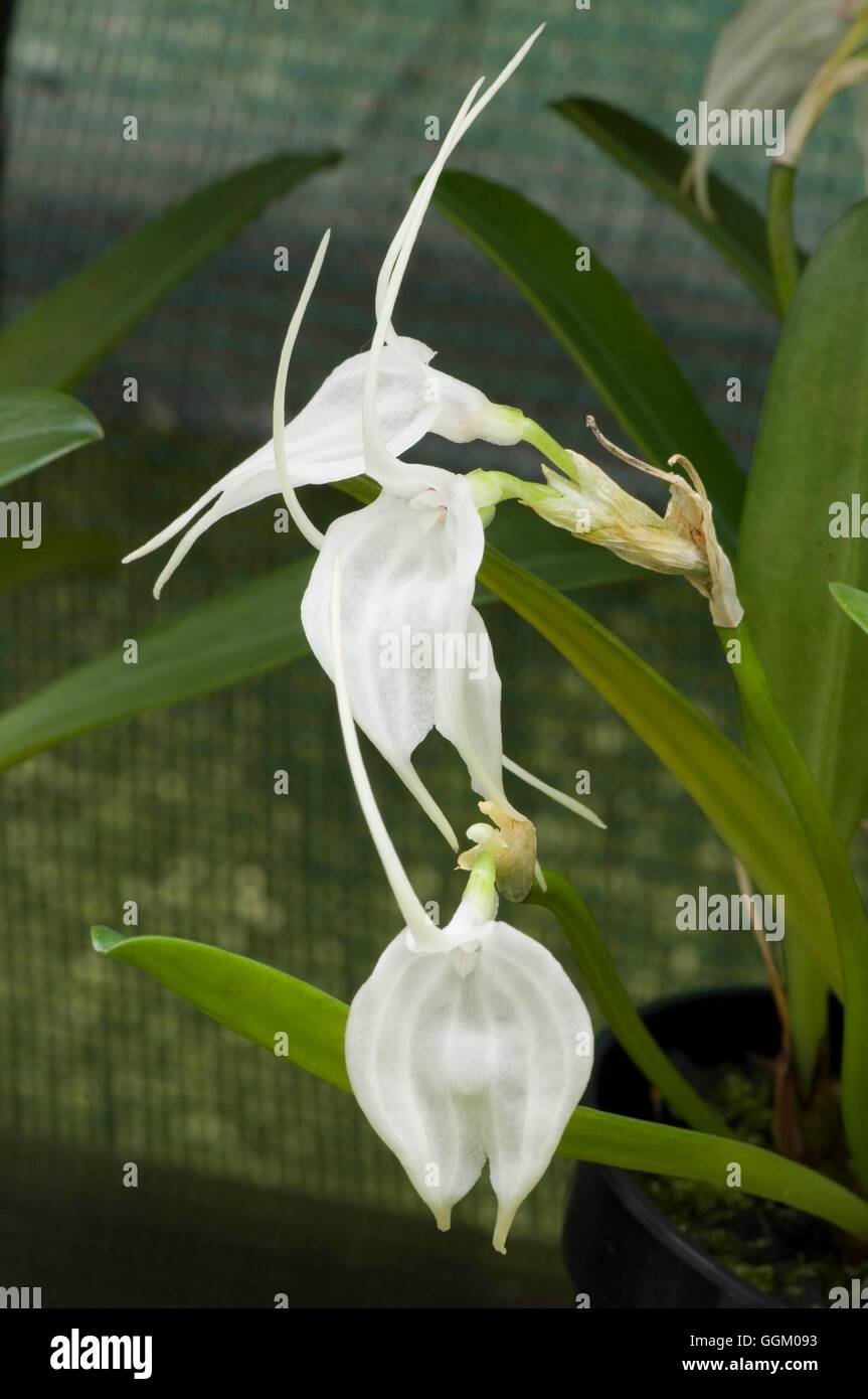 Orchid masdevallia white Banque de photographies et d’images à haute ...