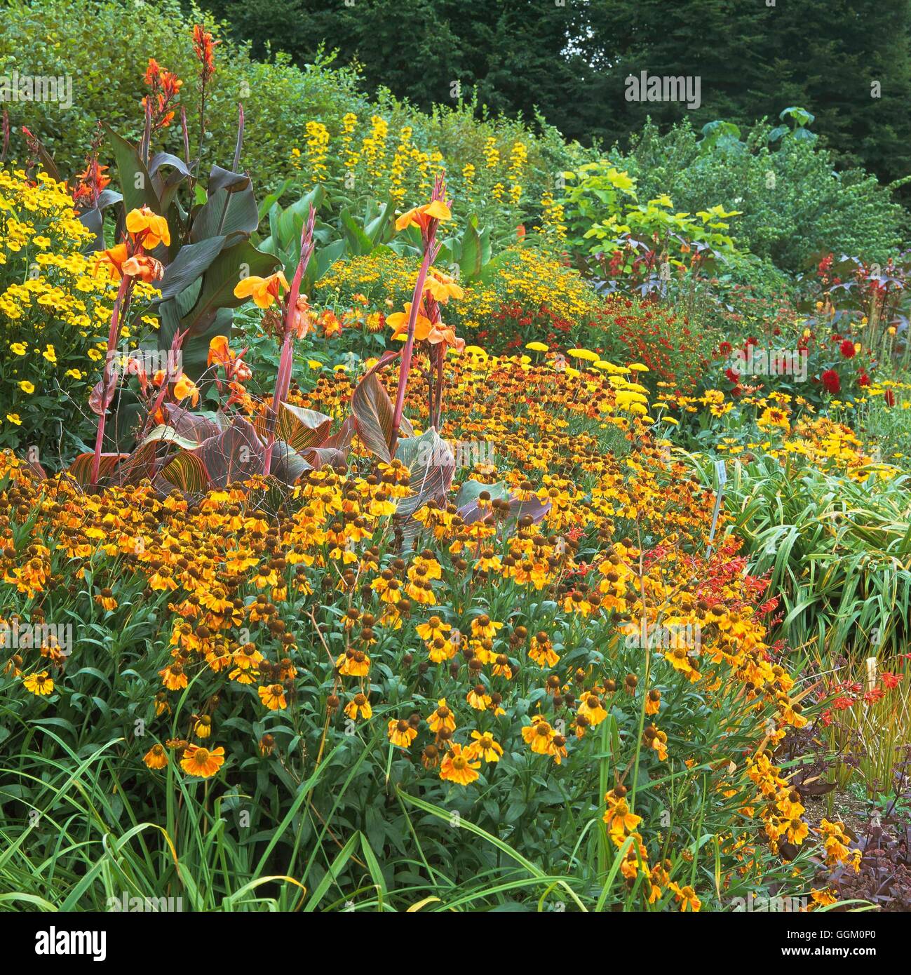 Helenium garden border Banque de photographies et d’images à haute ...