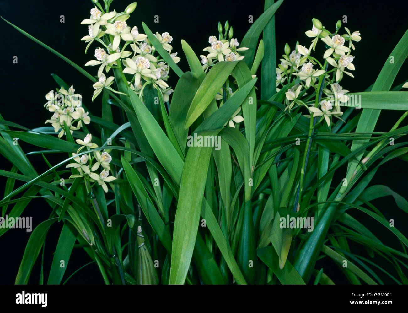 Encyclia radiata orchid Banque de photographies et d’images à haute ...