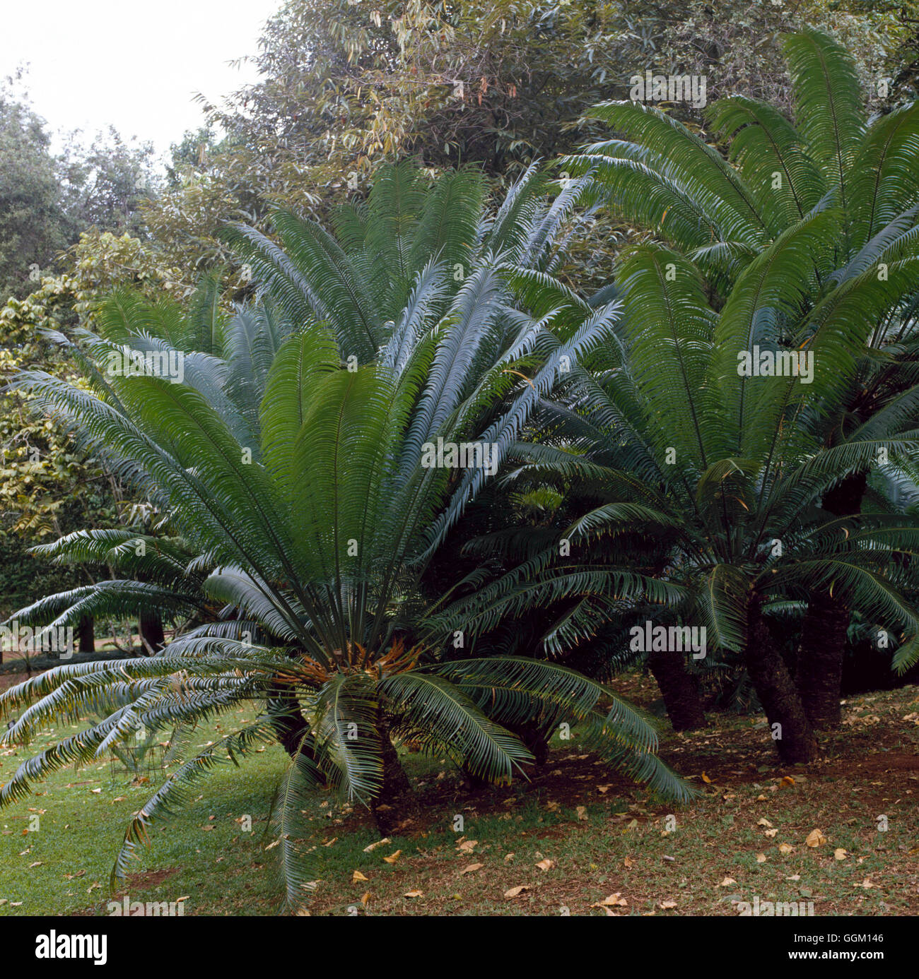 Cycas rumphii Banque de photographies et d’images à haute résolution ...