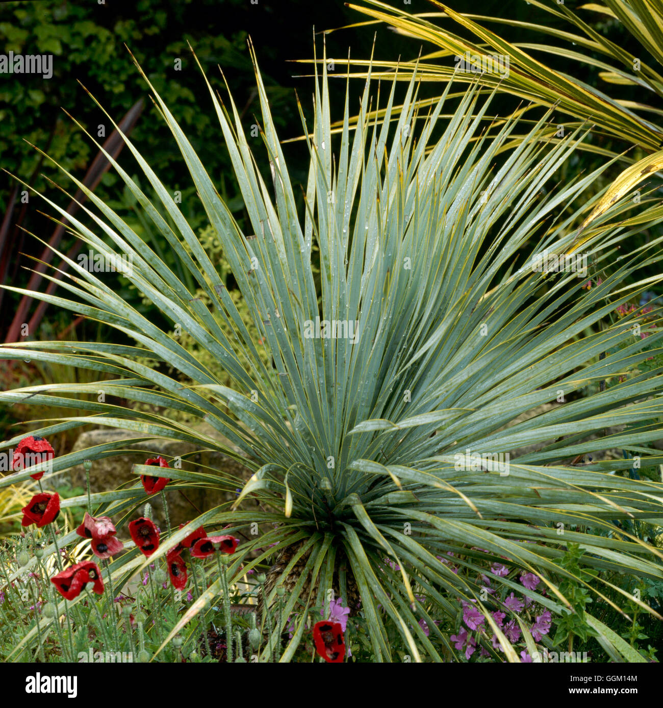 Yucca rostrata Banque de photographies et d’images à haute résolution ...