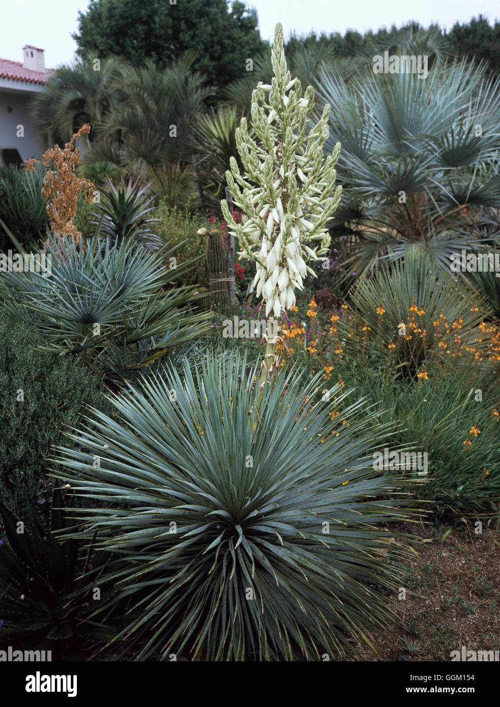 Yucca rostrata Banque de photographies et d’images à haute résolution ...