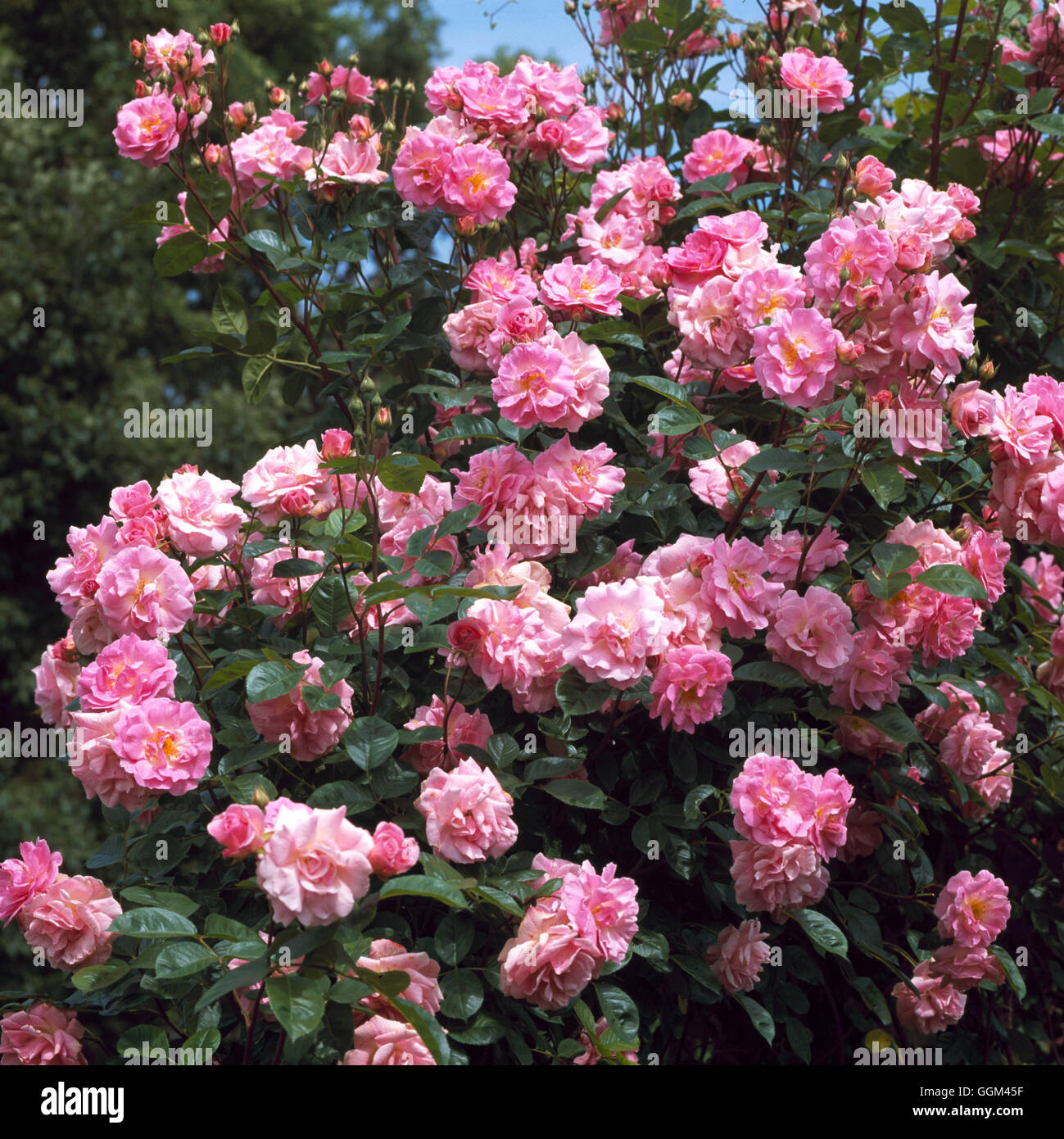 Rosa chaplins pink climber Banque de photographies et d’images à haute ...