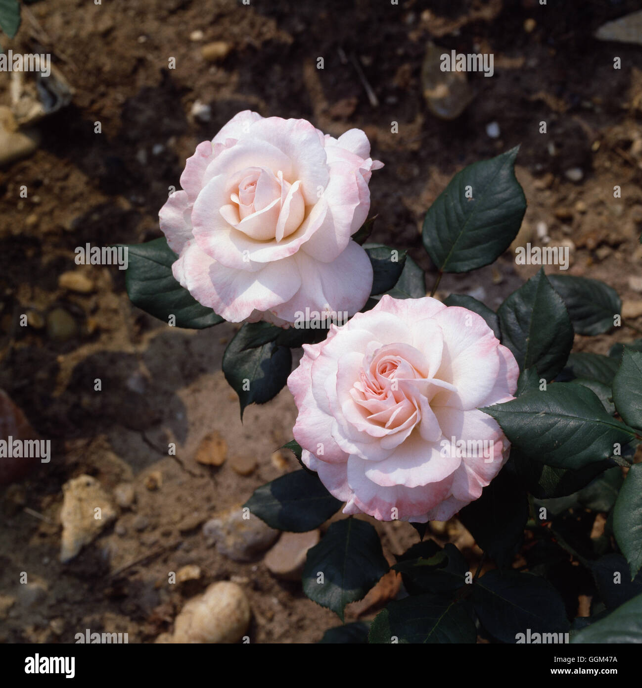 Roses roses anglaises Banque de photographies et d’images à haute ...