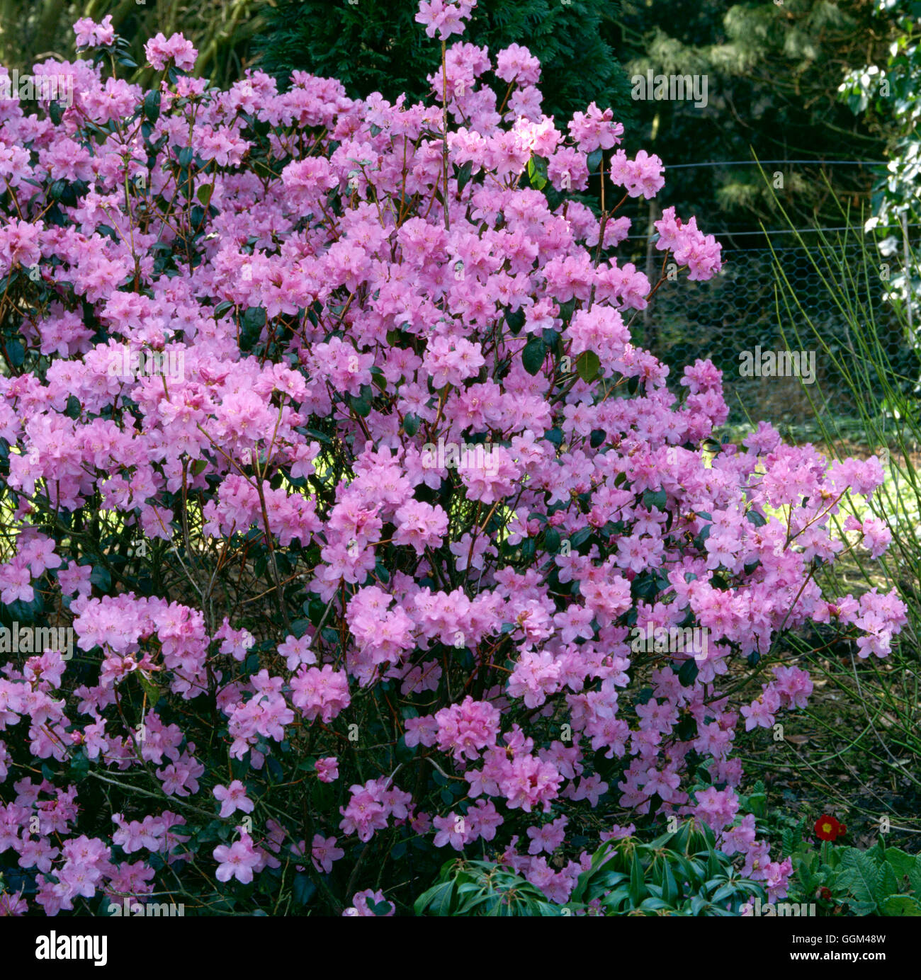 Rhododendron rhododendron praecox Banque de photographies et d’images à ...