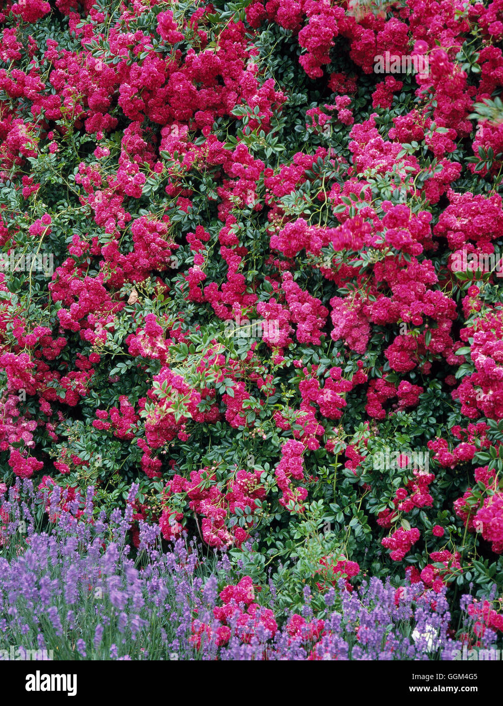 Rosa super excelsa Banque de photographies et d’images à haute ...