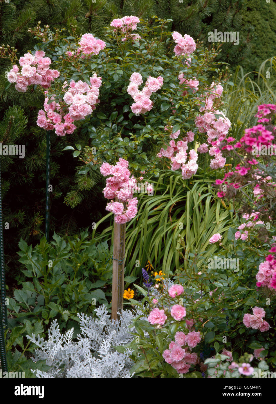 Rosa standard Banque de photographies et d’images à haute résolution ...