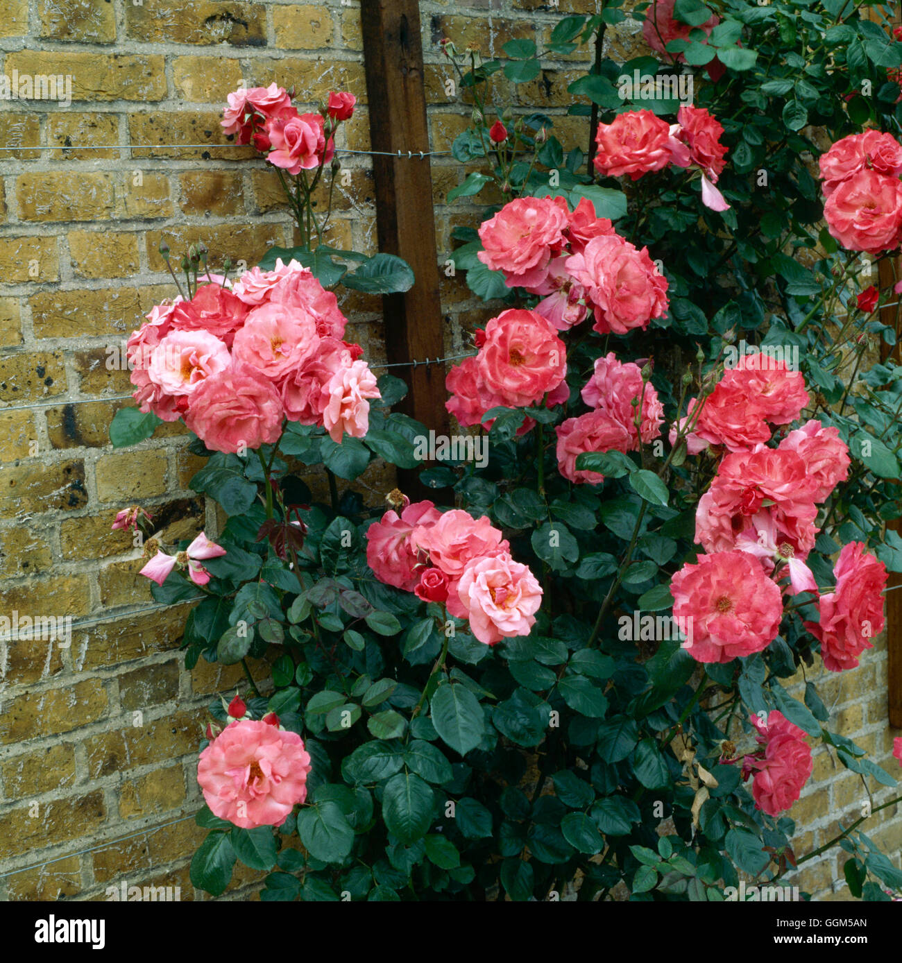 Mur De Rose Banque d'image et photos - Alamy