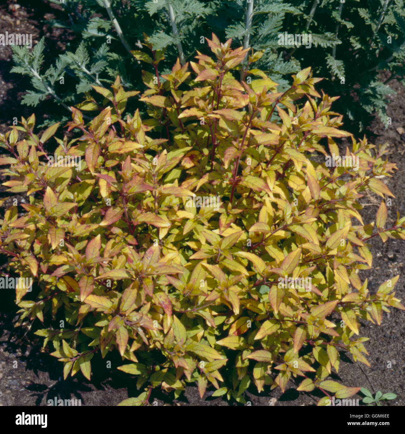 Fuchsia magellanica gracilis aurea Banque de photographies et d’images ...
