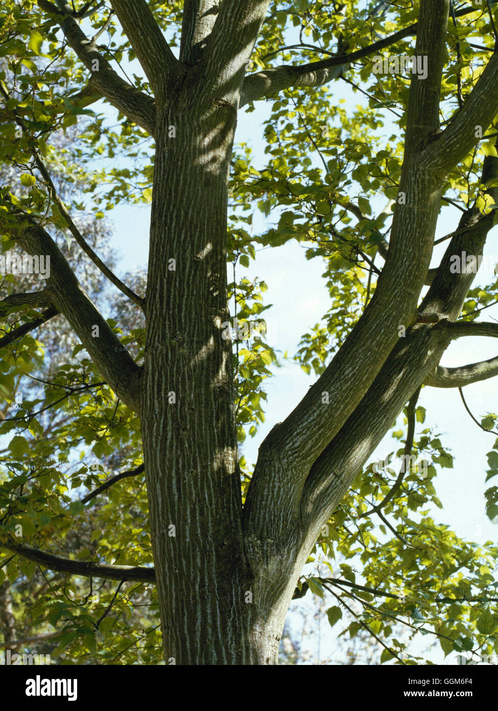 Acer rufinerve Banque de photographies et d’images à haute résolution ...