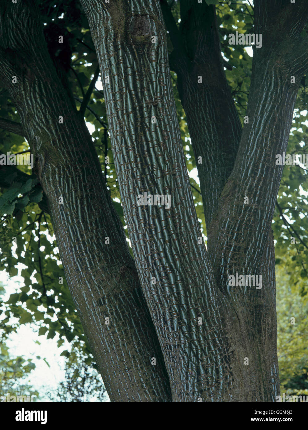 Acer davidii 'snakebark maple' Banque de photographies et d’images à ...