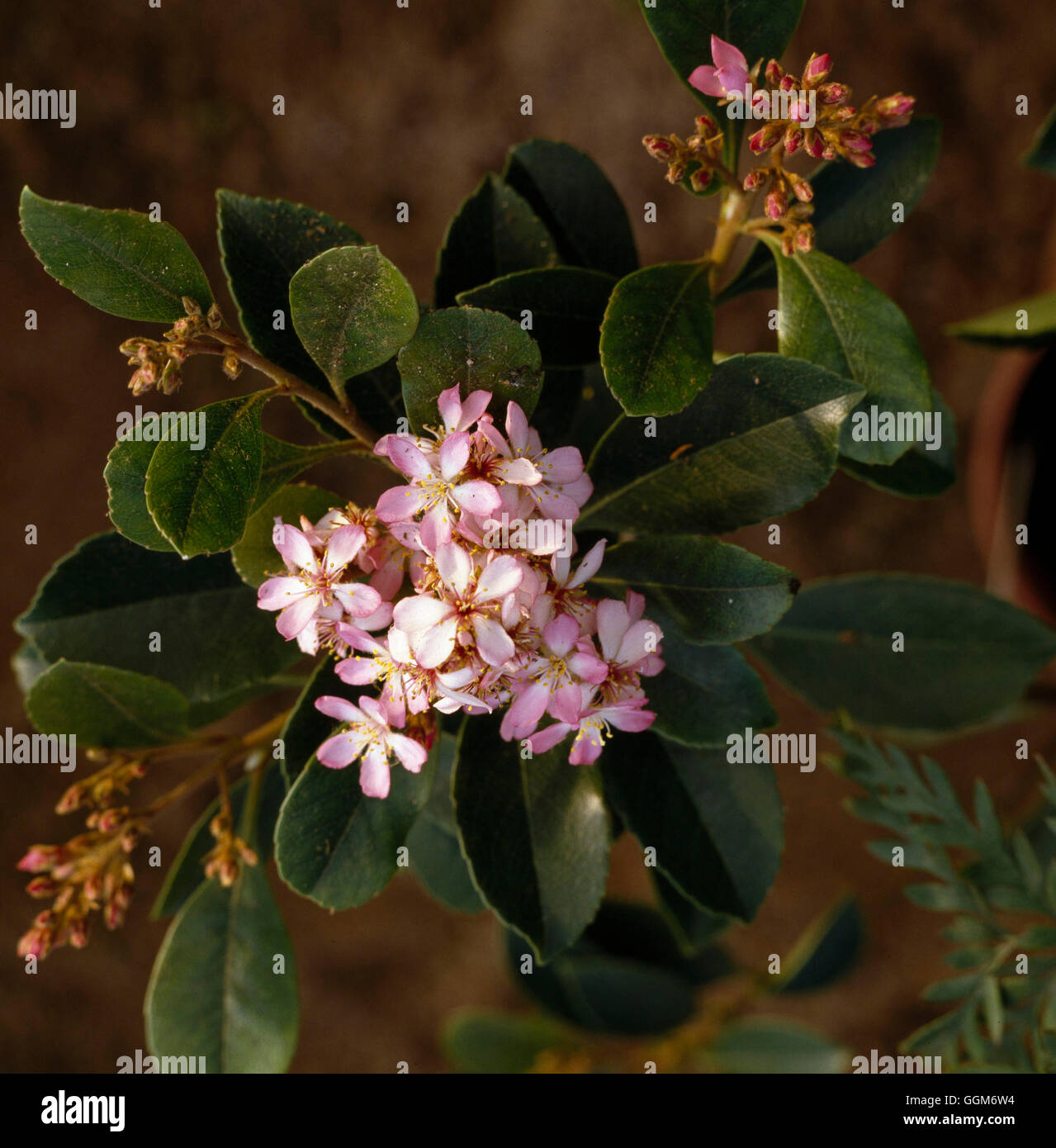 Rhaphiolepis delacourii Banque de photographies et d’images à haute ...