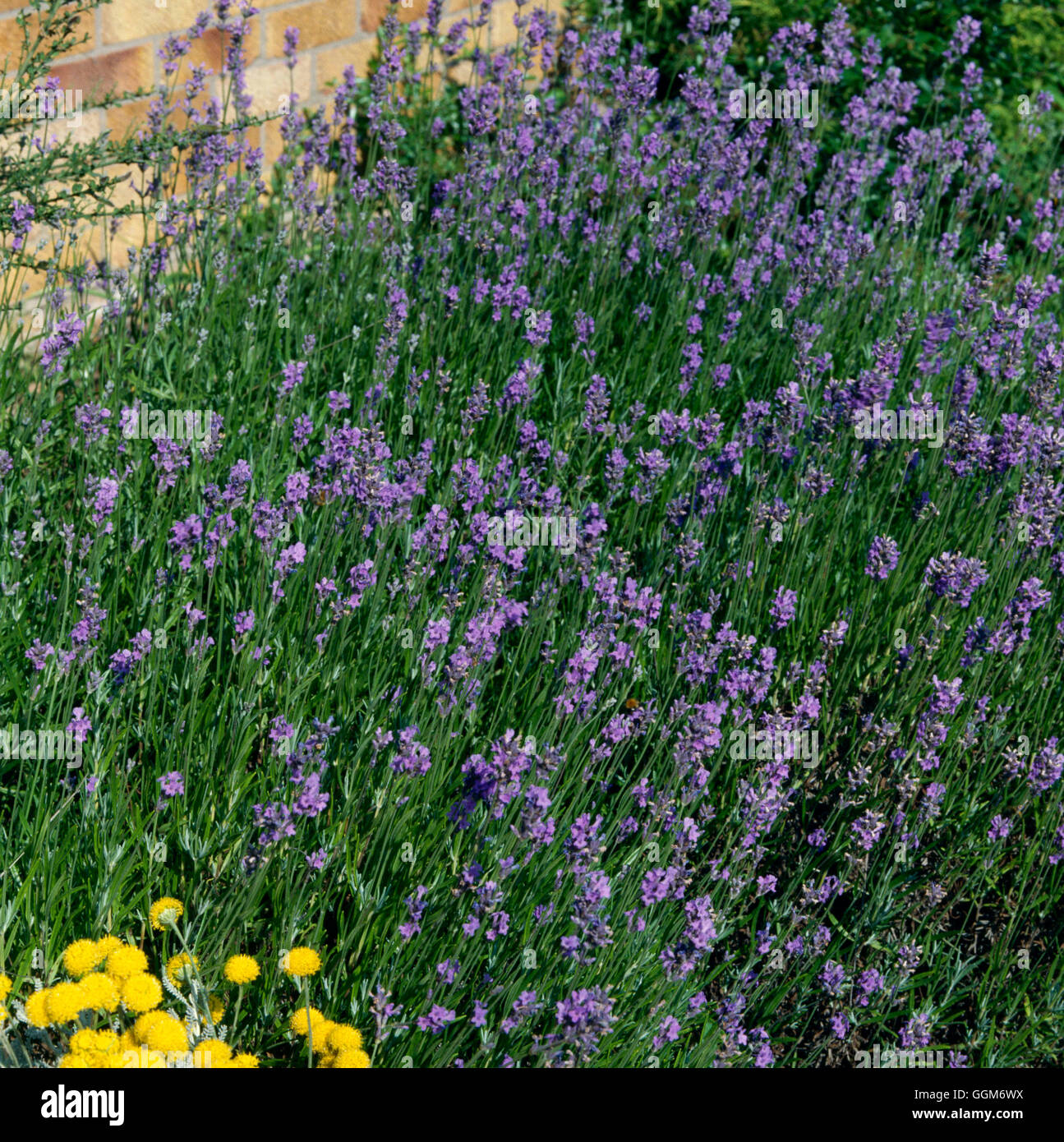 Lavandula angustifolia Banque de photographies et d’images à haute ...