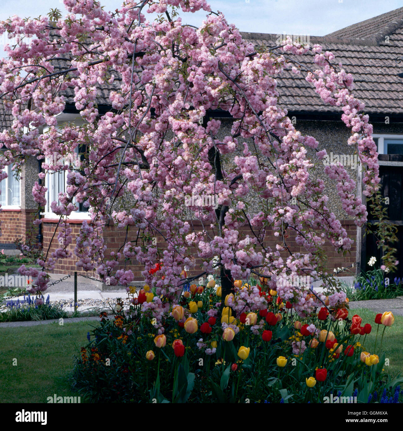 Cheals weeping cherry tree Banque de photographies et d’images à haute ...