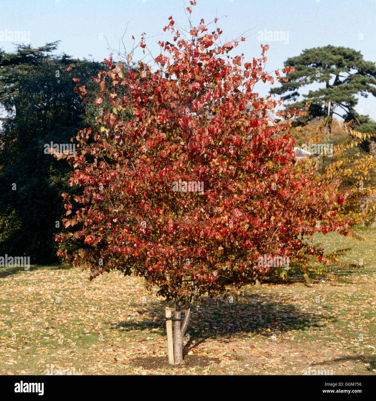 Crataegus phaenopyrum Banque de photographies et d’images à haute ...