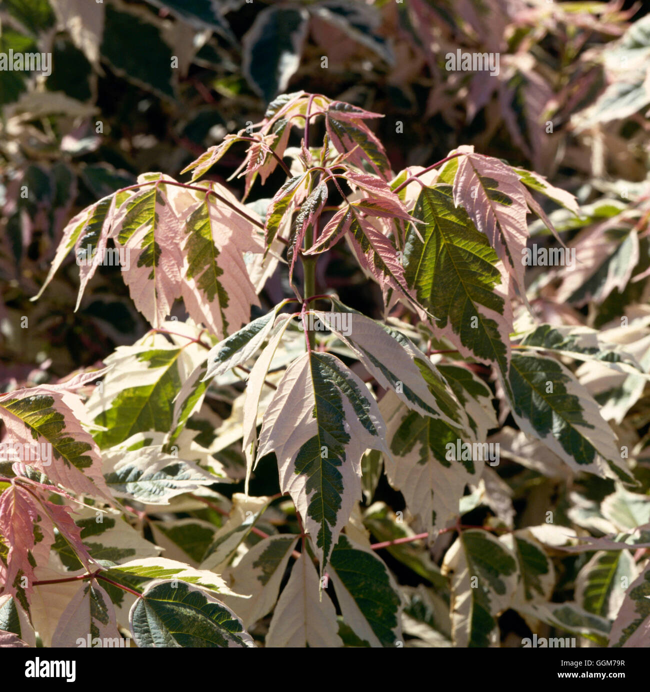 Acer negundo flamingo Banque de photographies et d’images à haute ...