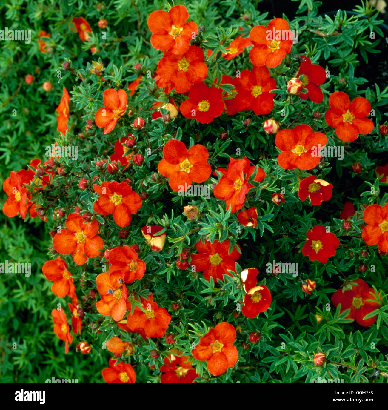 Potentilla fruticosa red ace Banque de photographies et d’images à ...