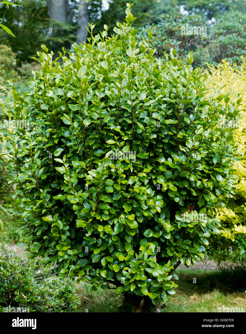 Griselinia Littoralis Banque De Photographies Et D images Haute griselinia-littoralis-banque-de-photographies-et-d-images-haute