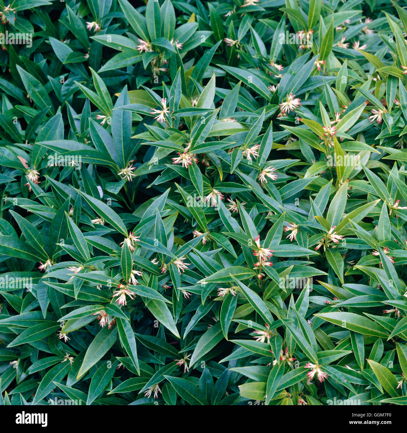 Sarcocoque hookeriana hiver Banque de photographies et d’images à haute ...