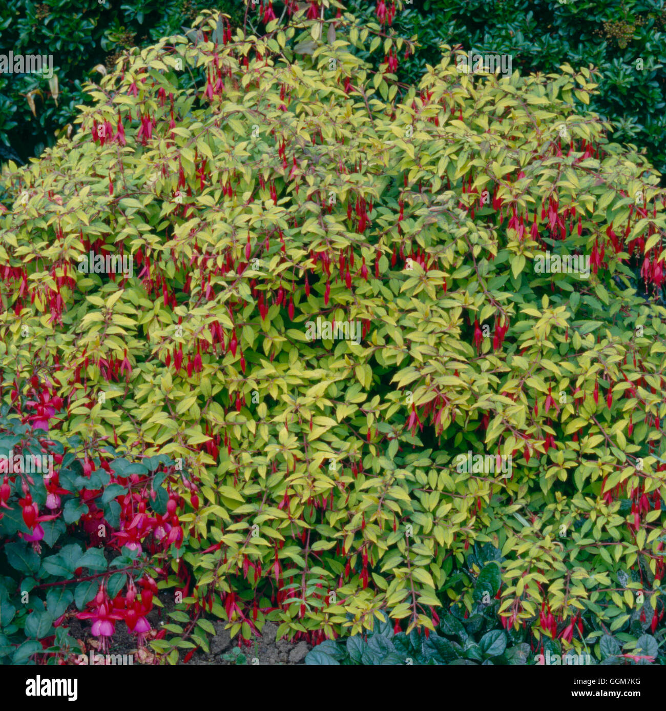 Fuchsia magellanica gracilis aurea Banque de photographies et d’images ...