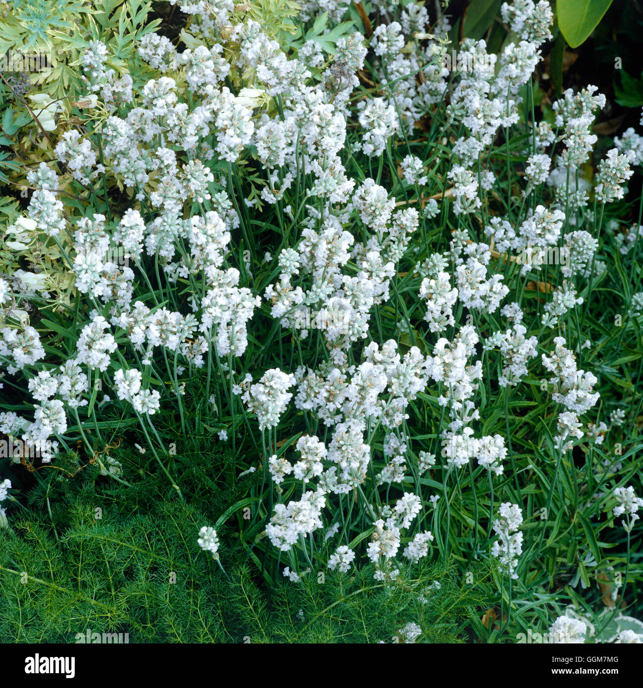 Lavandula angustifolia alba nana Banque de photographies et d’images à ...