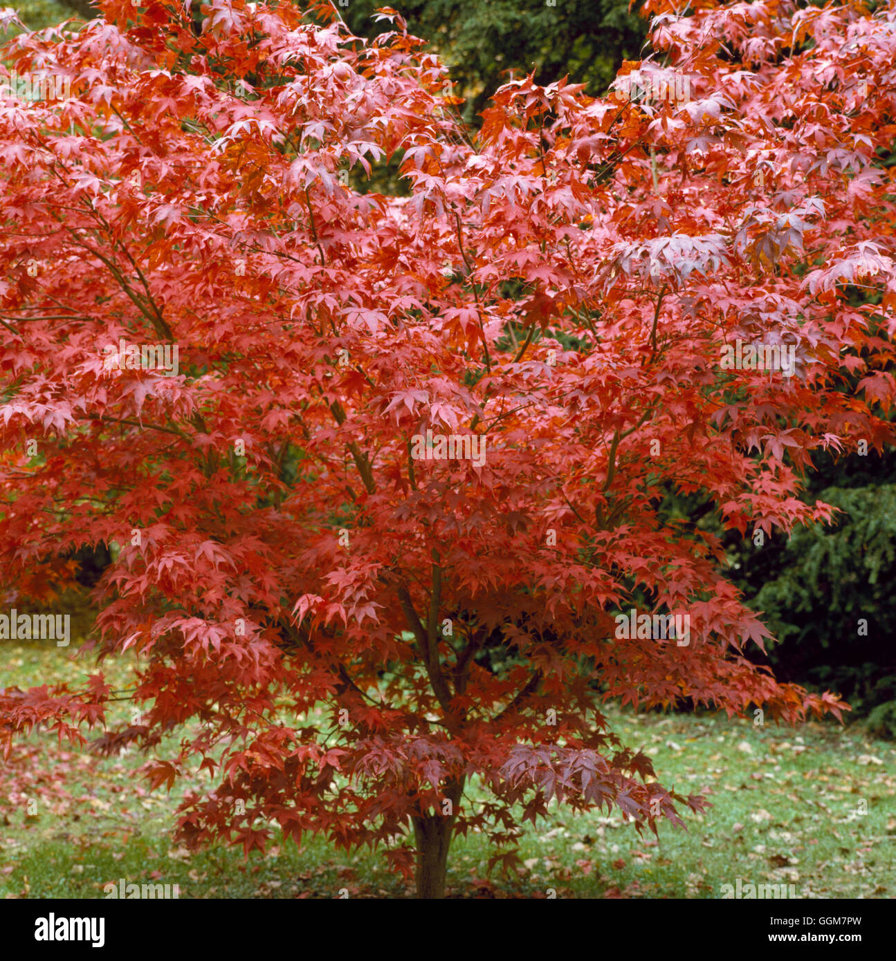 Acer palmatum f atropurpureum Banque de photographies et d’images à ...