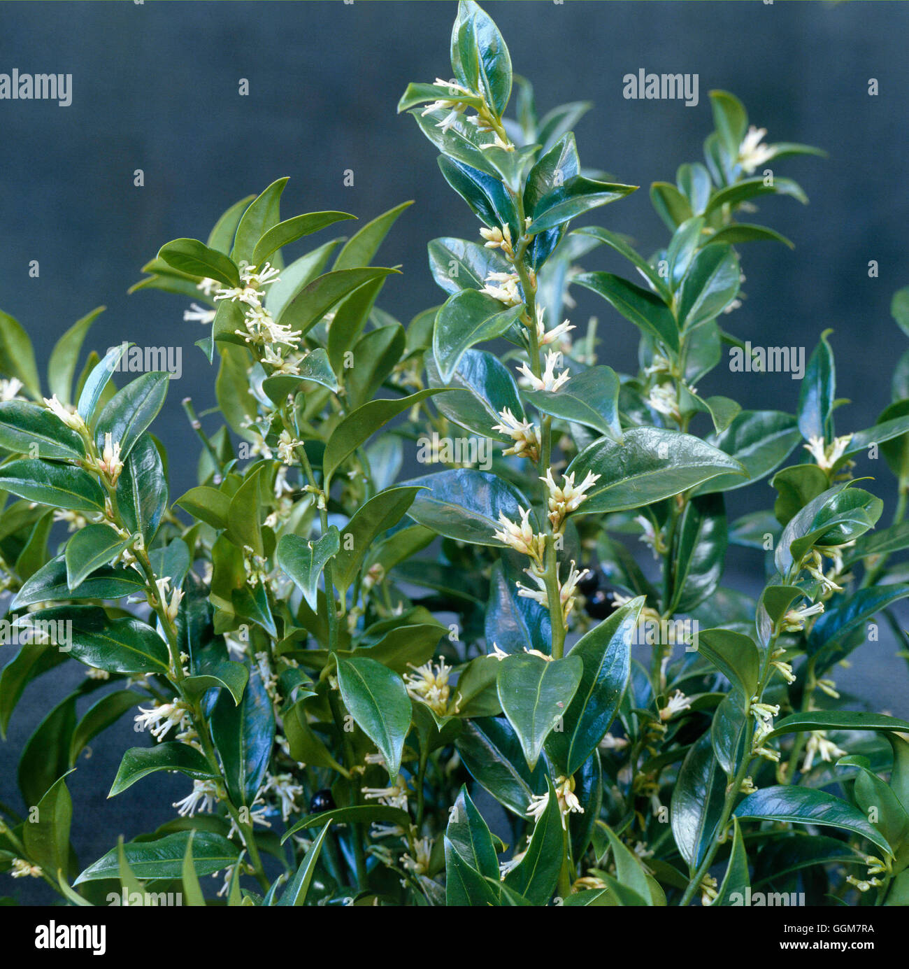 Sarcococca confusa Banque de photographies et d’images à haute ...