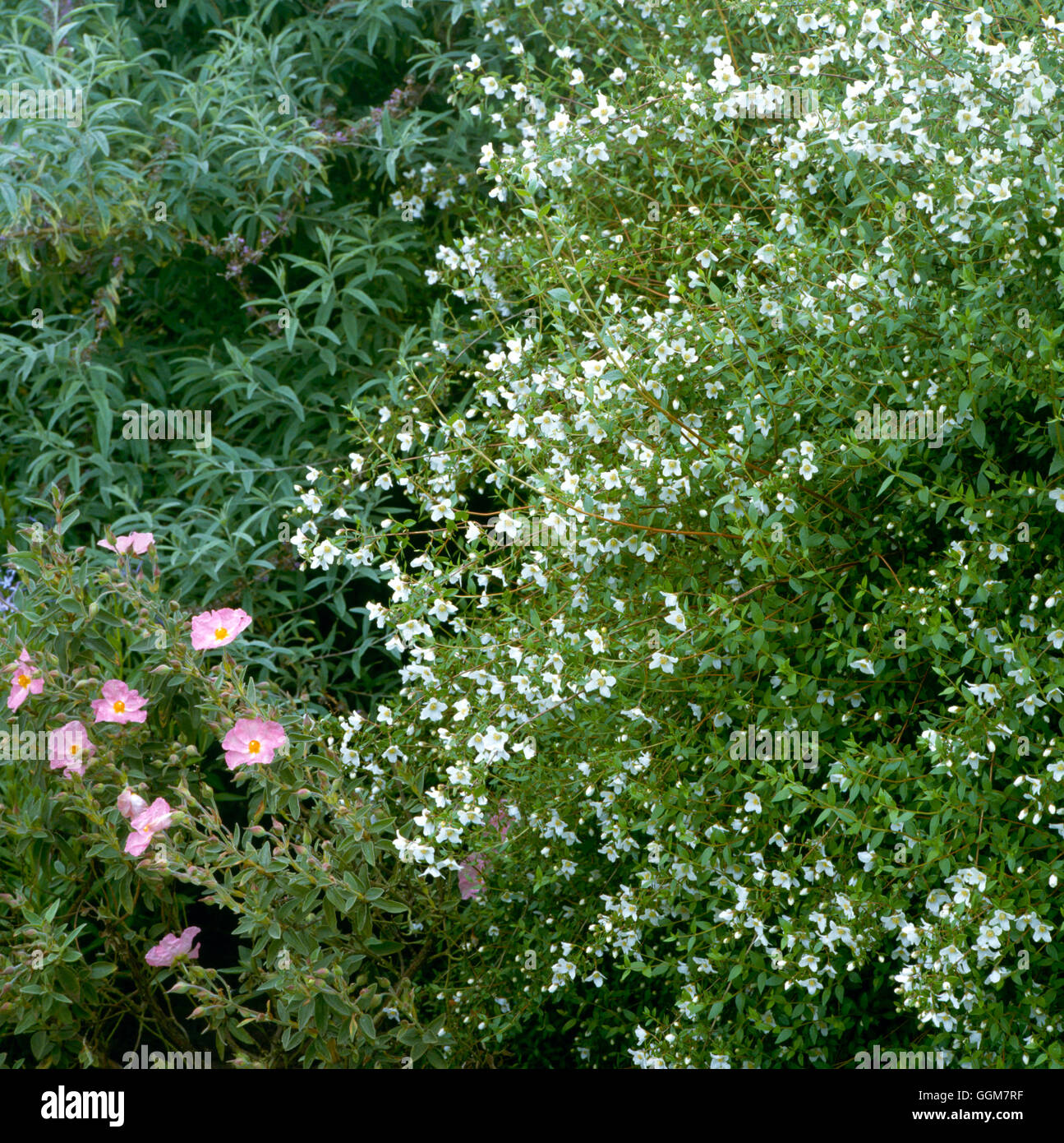 Philadelphus microphyllus Banque de photographies et d’images à haute ...