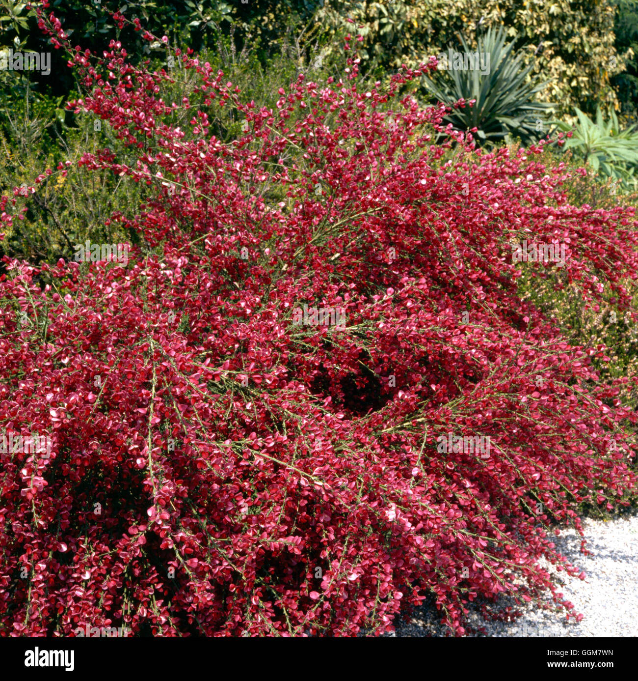 Cytisus boskoop ruby Banque de photographies et d’images à haute ...